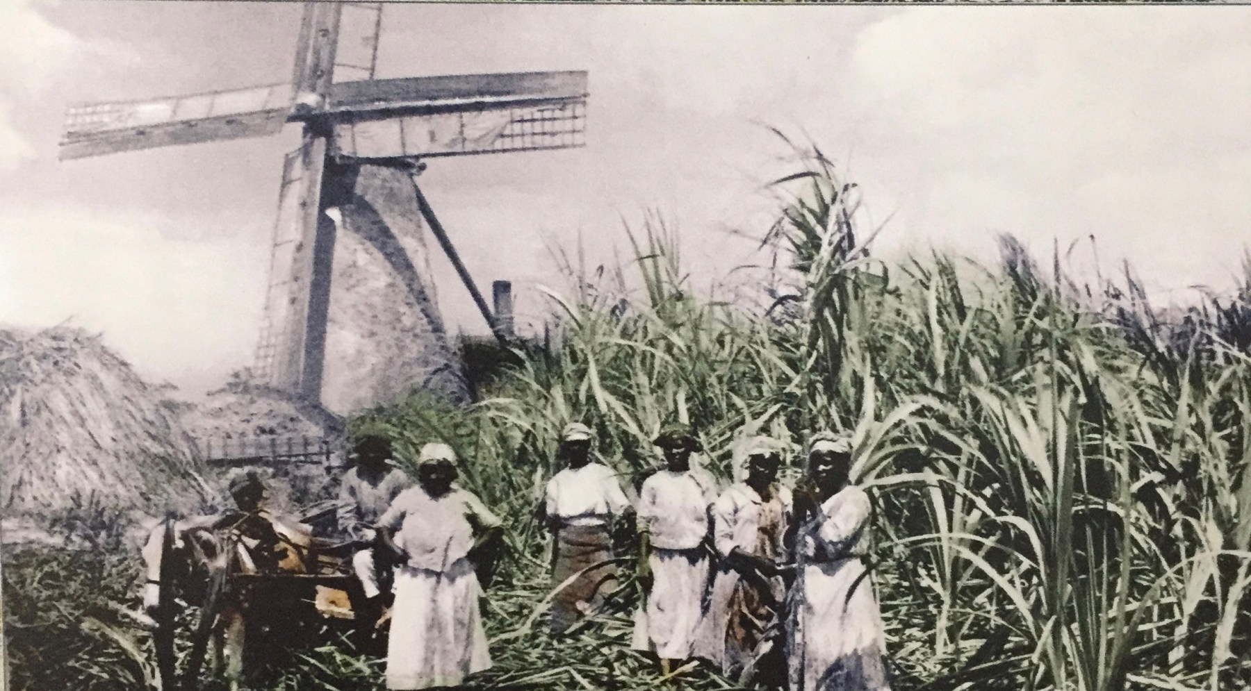 The Life of Indentured Servants in Colonial Barbados – Cryssa Bazos